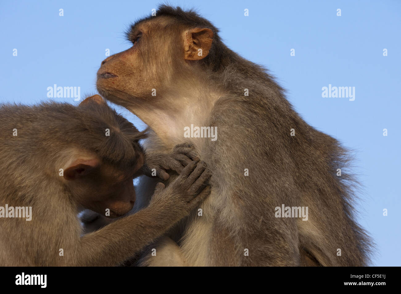 Bonnet Macaque monkey Stock Photo - Alamy
