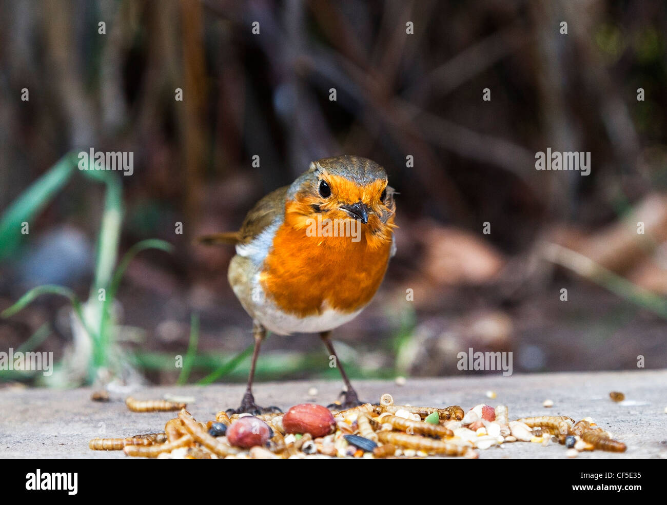 Robin Eating Seeds High Resolution Stock Photography and Images - Alamy