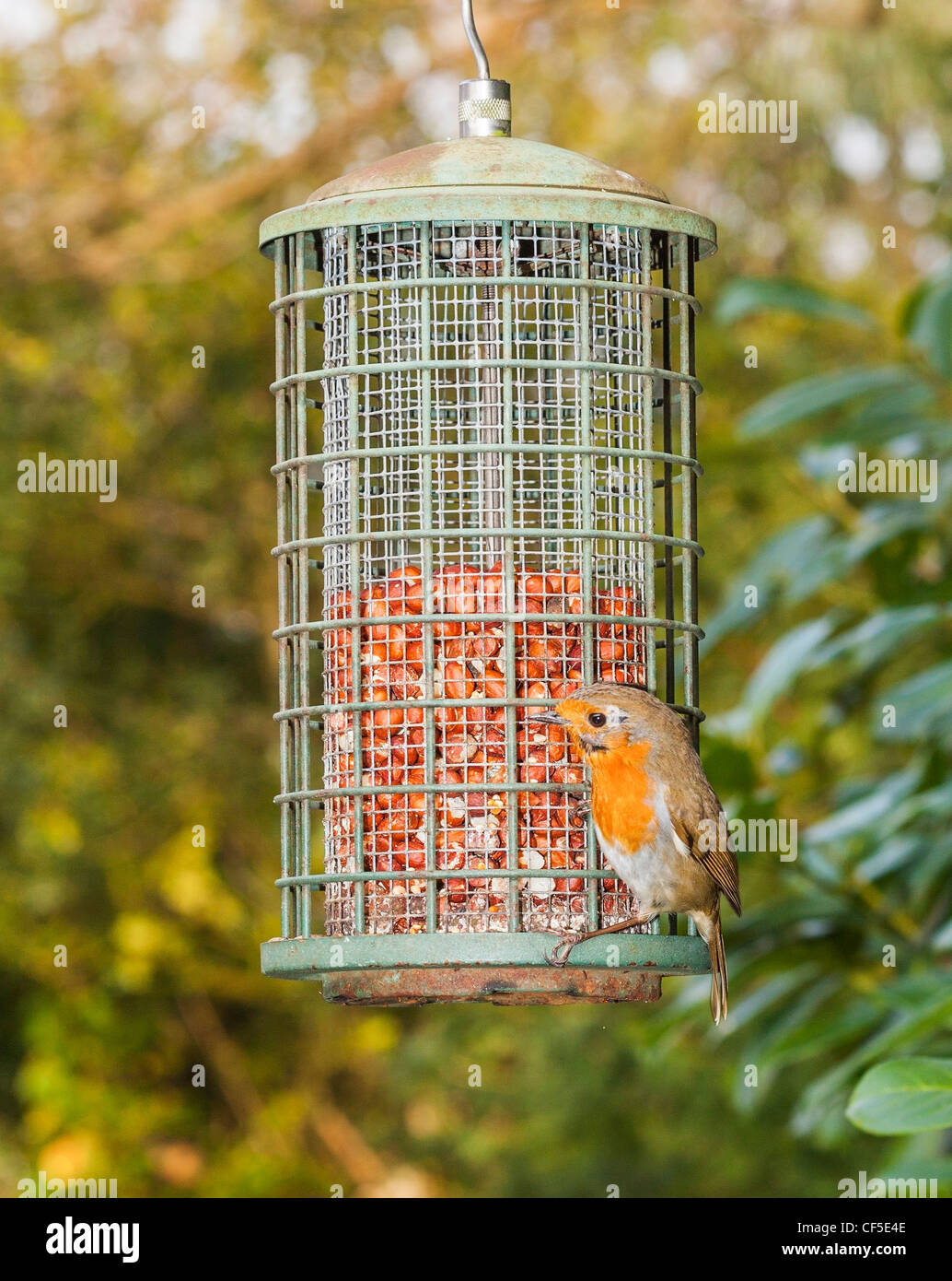 Robin feeding family hi-res stock photography and images - Alamy
