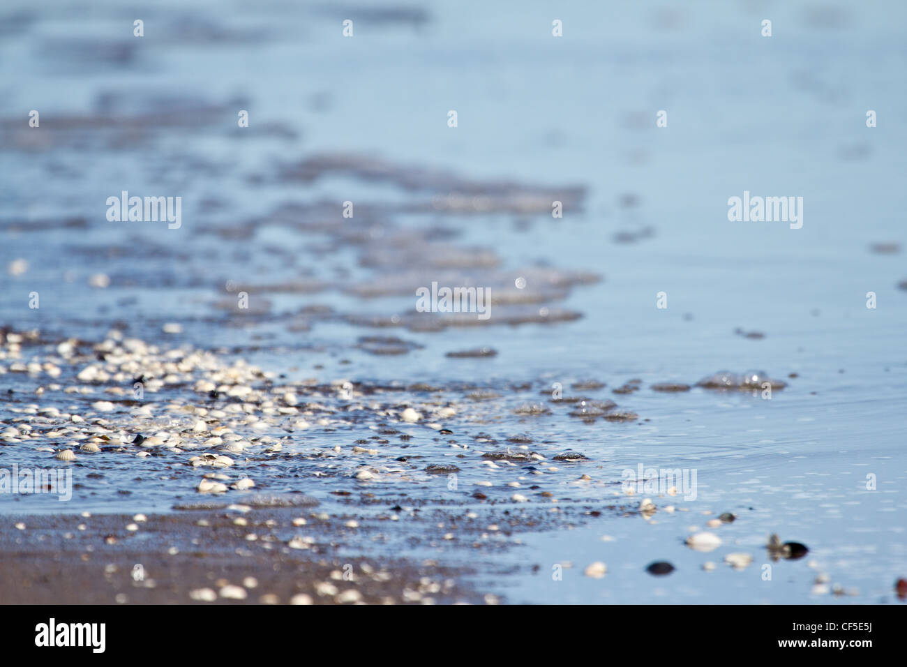 Shells on the seashore in Rewal, Poland Stock Photo - Alamy