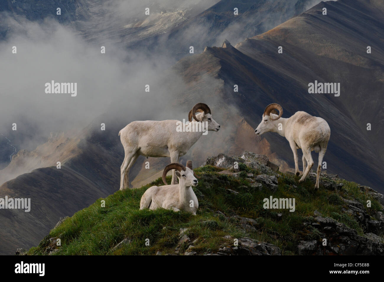 Dall Sheep Stock Photos & Dall Sheep Stock Images - Alamy