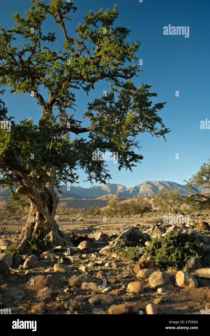 Argan land hi-res stock photography and images - Alamy
