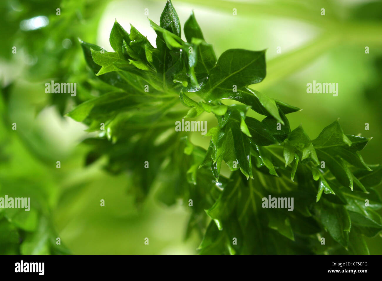 A close up of a sprig of parsley Stock Photo - Alamy