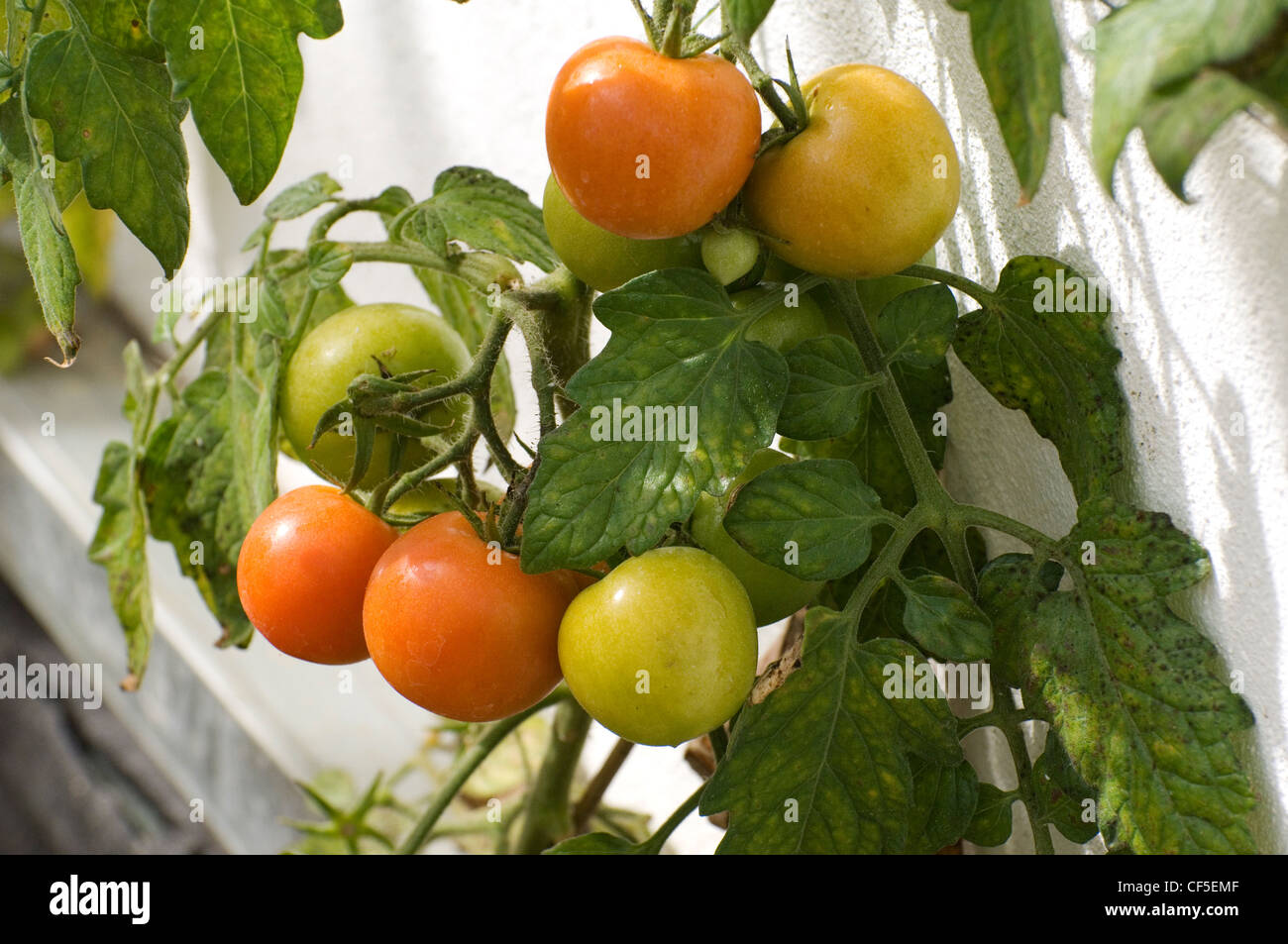 Tomatoes ripening on a vine Stock Photo - Alamy
