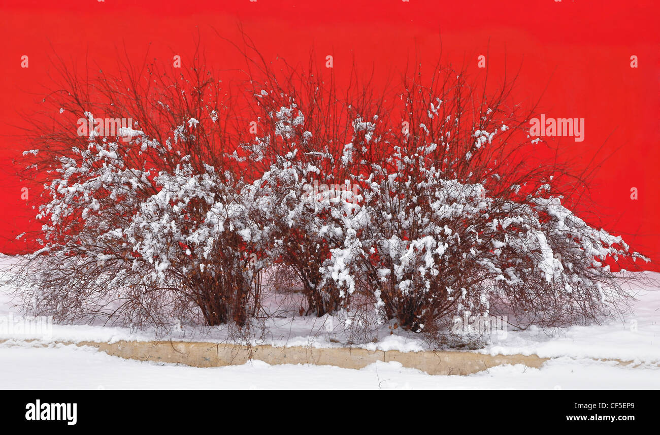 Snow bush on red wall background winter season Stock Photo - Alamy