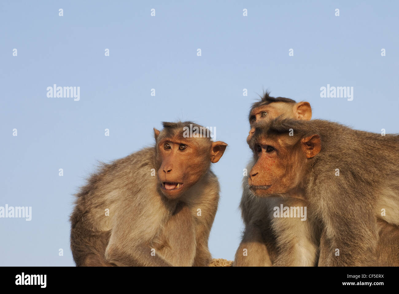 Bonnet Macaque monkey Stock Photo - Alamy