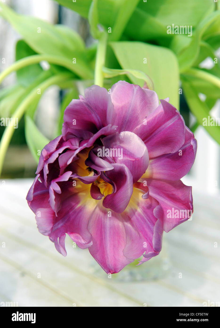 Close up image of purple tulip Stock Photo - Alamy