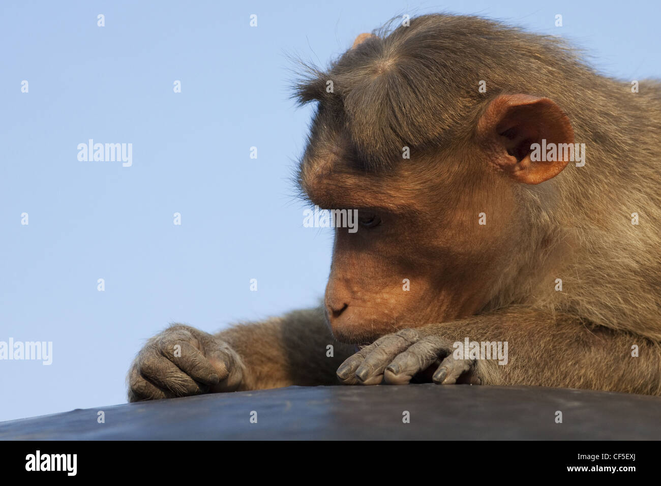 Bonnet Macaque monkey Stock Photo - Alamy
