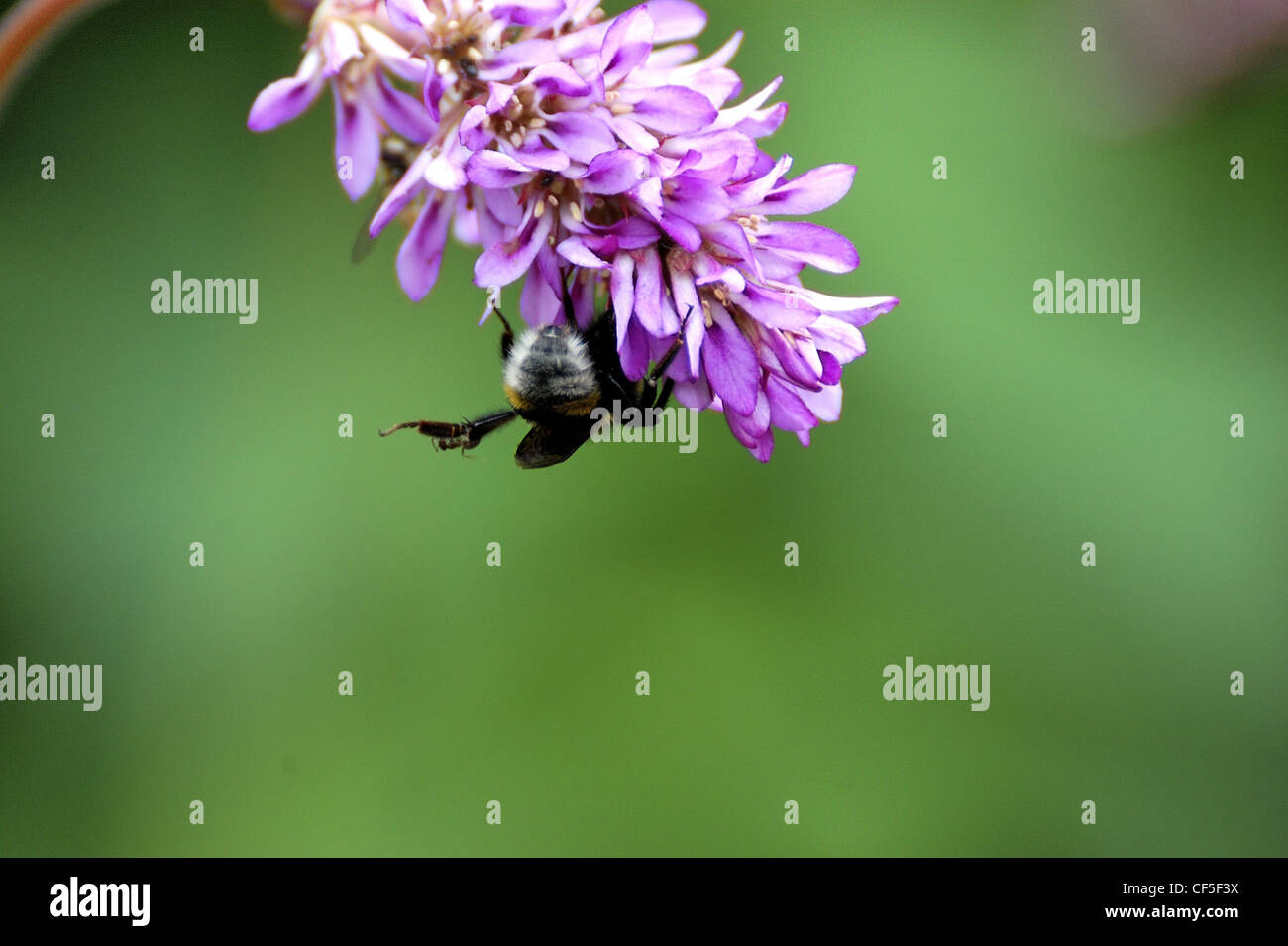 Bee hanging upside down as it extracts nectar from flower Stock Photo ...