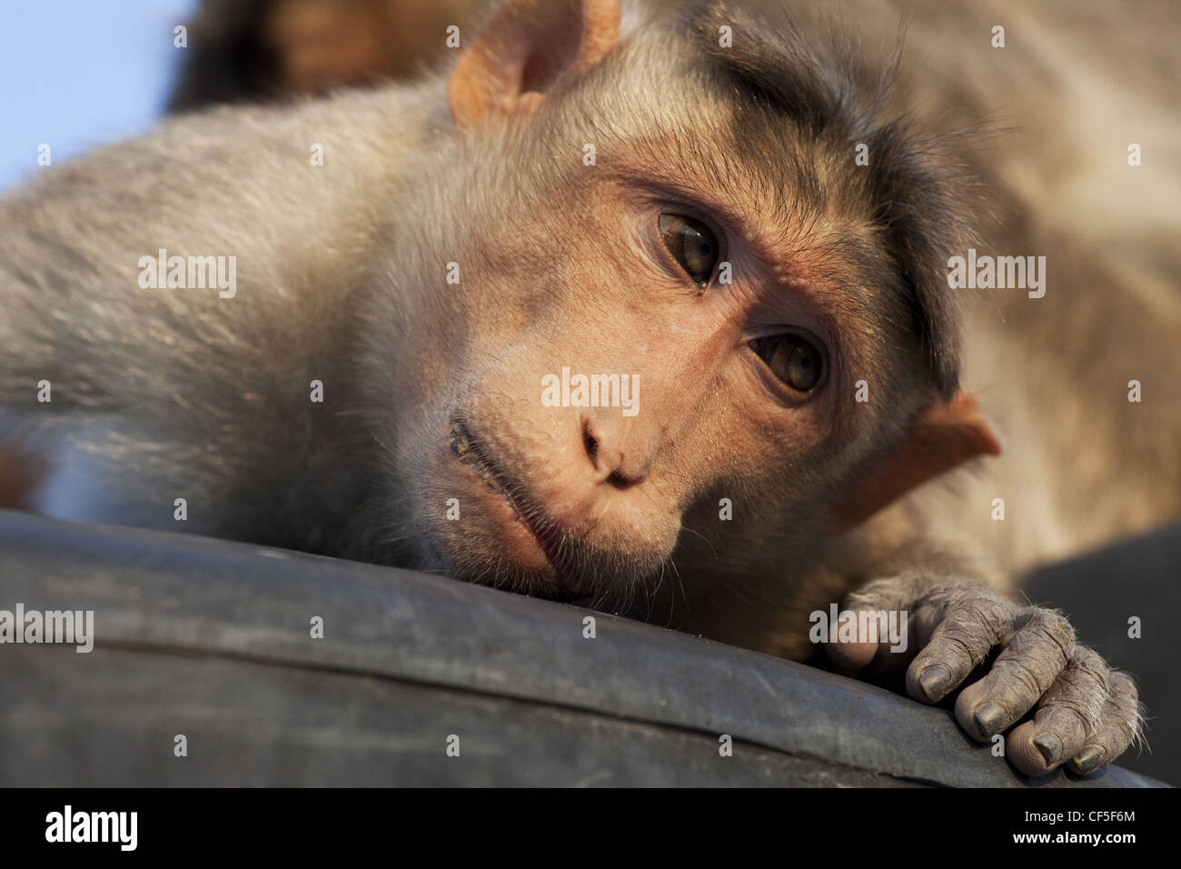 Short Tailed Macaque Stock Photos & Short Tailed Macaque Stock Images ...