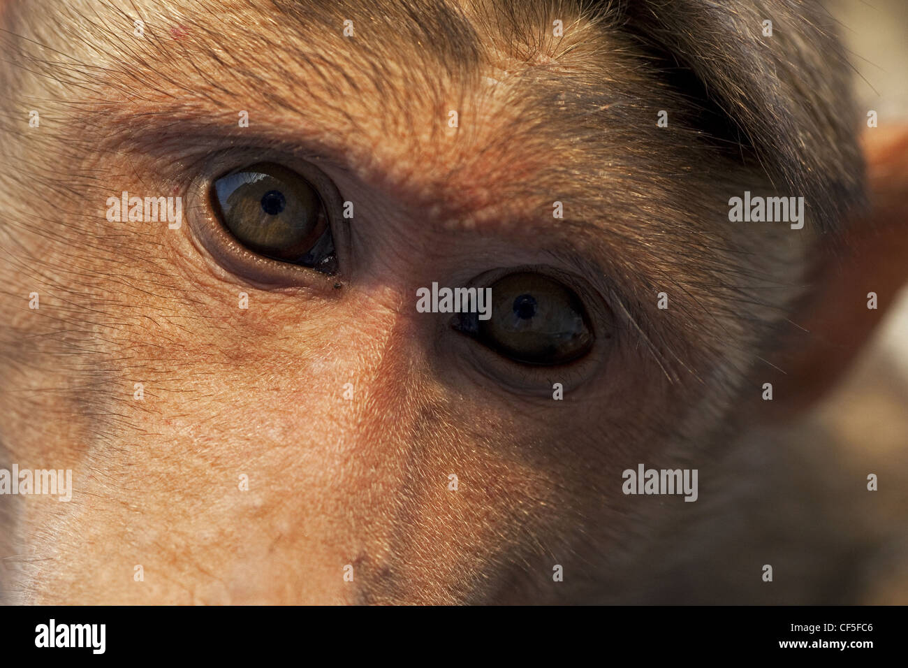 Bonnet Macaque monkey Stock Photo - Alamy