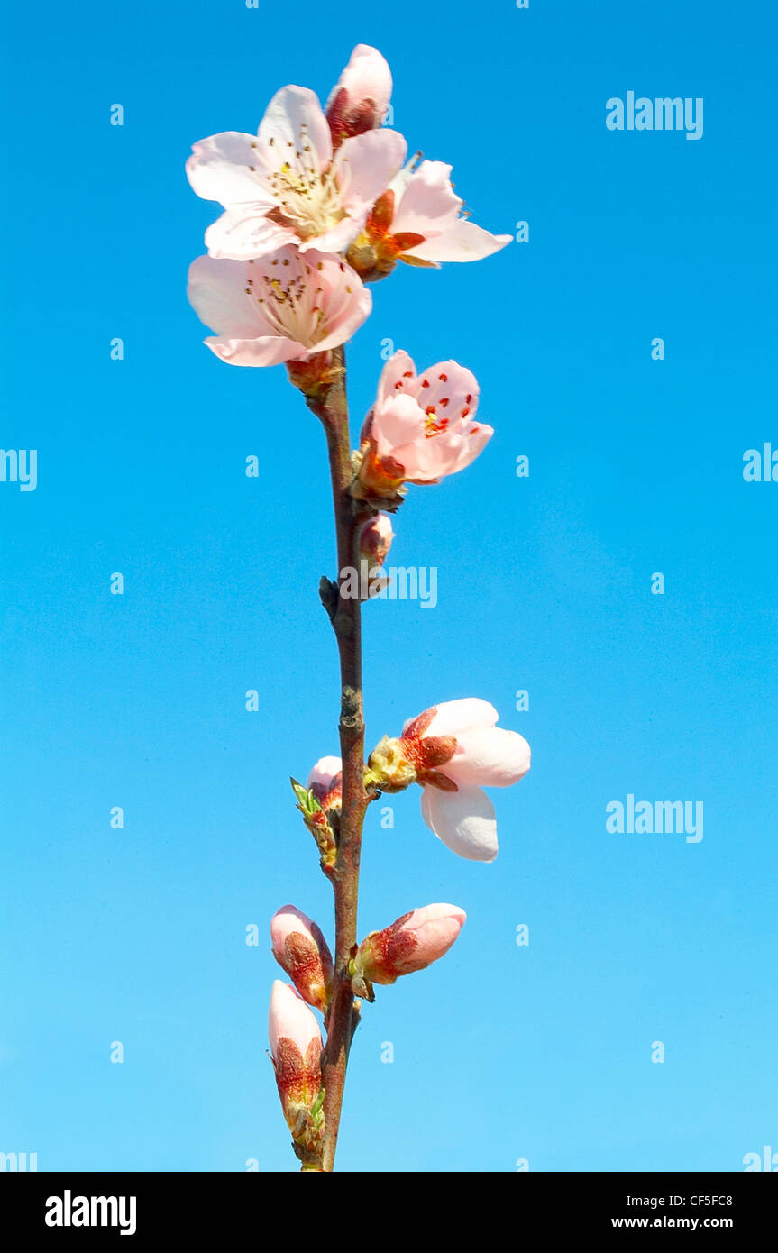 A single branch of a Cherry blossom tree in flower Stock Photo - Alamy