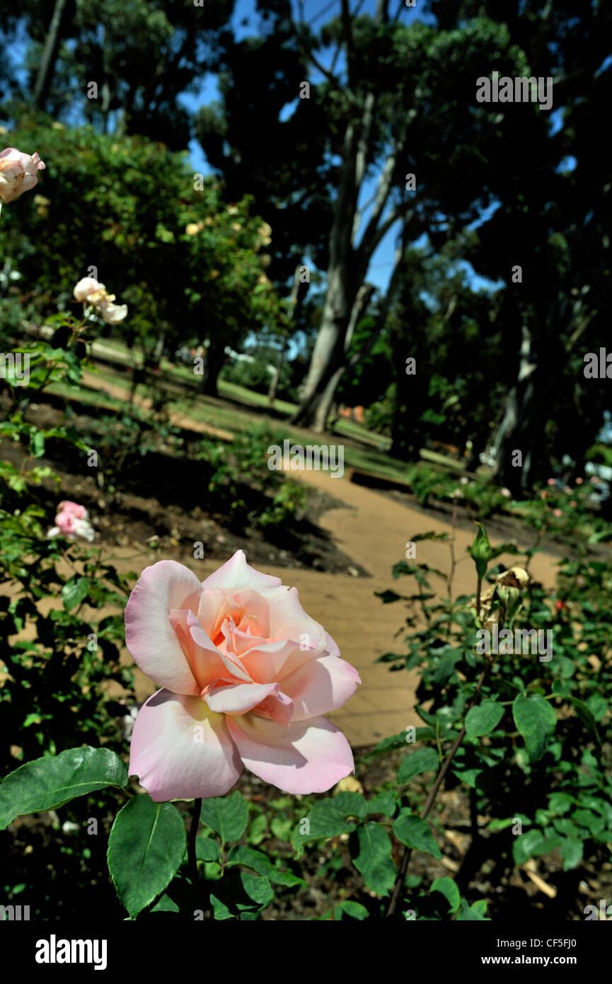 Heritage Rose flowering in Stirling Square. Guildford, Western ...