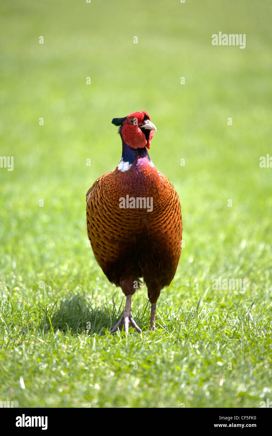 Strutting about hi-res stock photography and images - Alamy