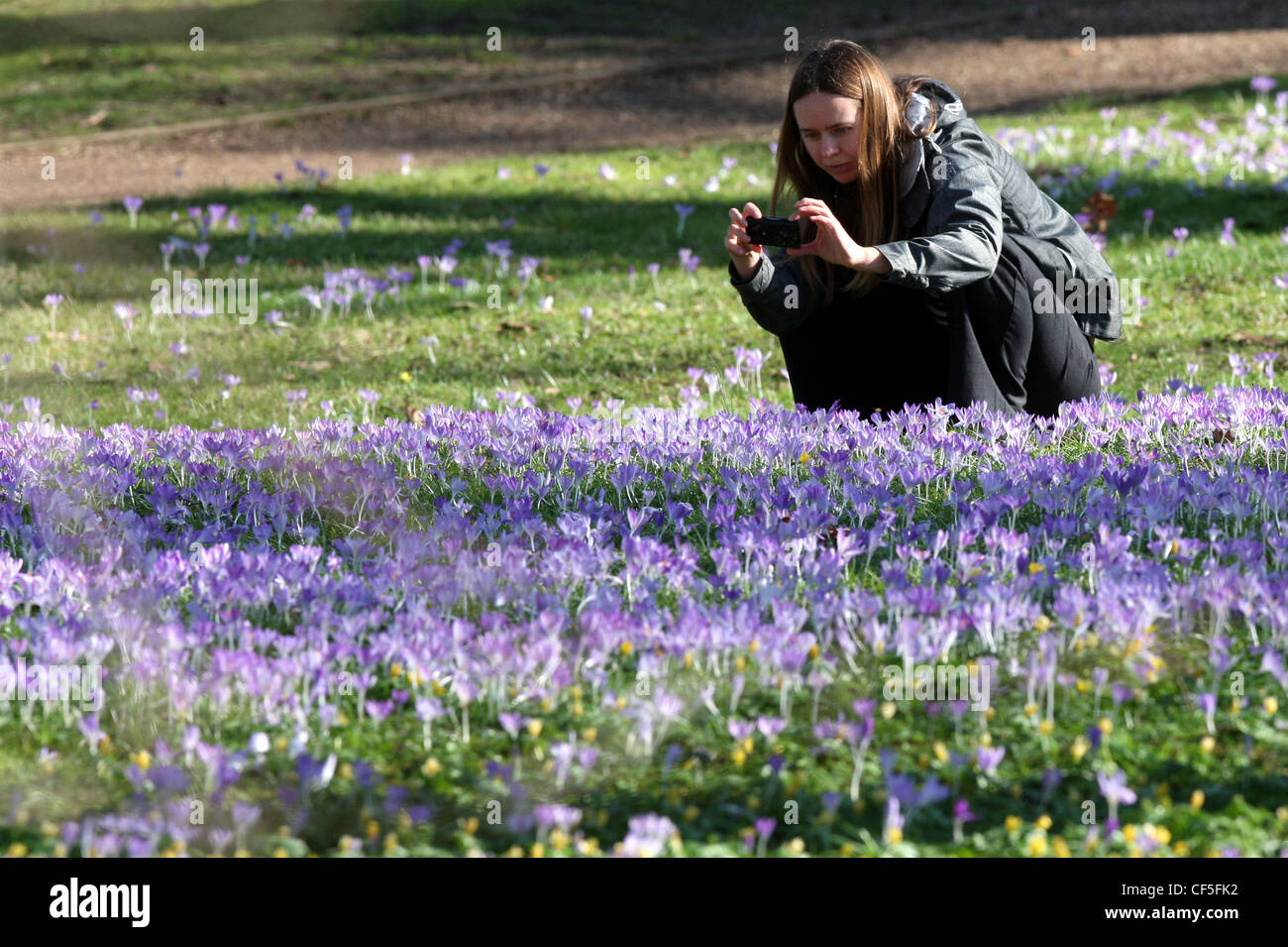 CARPET OF CROCUSES ON THE BACKS IN CAMBRIDGE Stock Photo - Alamy
