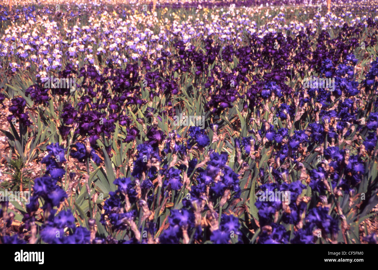 Cayeux iris hi-res stock photography and images - Alamy