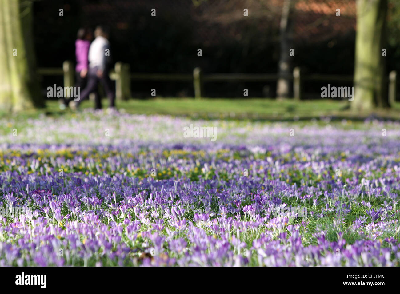 Spring flowers on cambridge backs hi-res stock photography and images ...