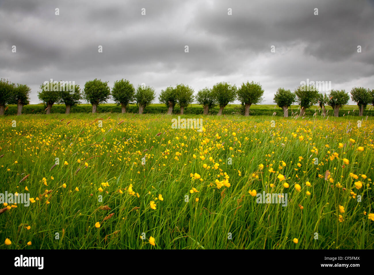 Pollarded Willow trees surrounding a field of buttercups with stormy ...