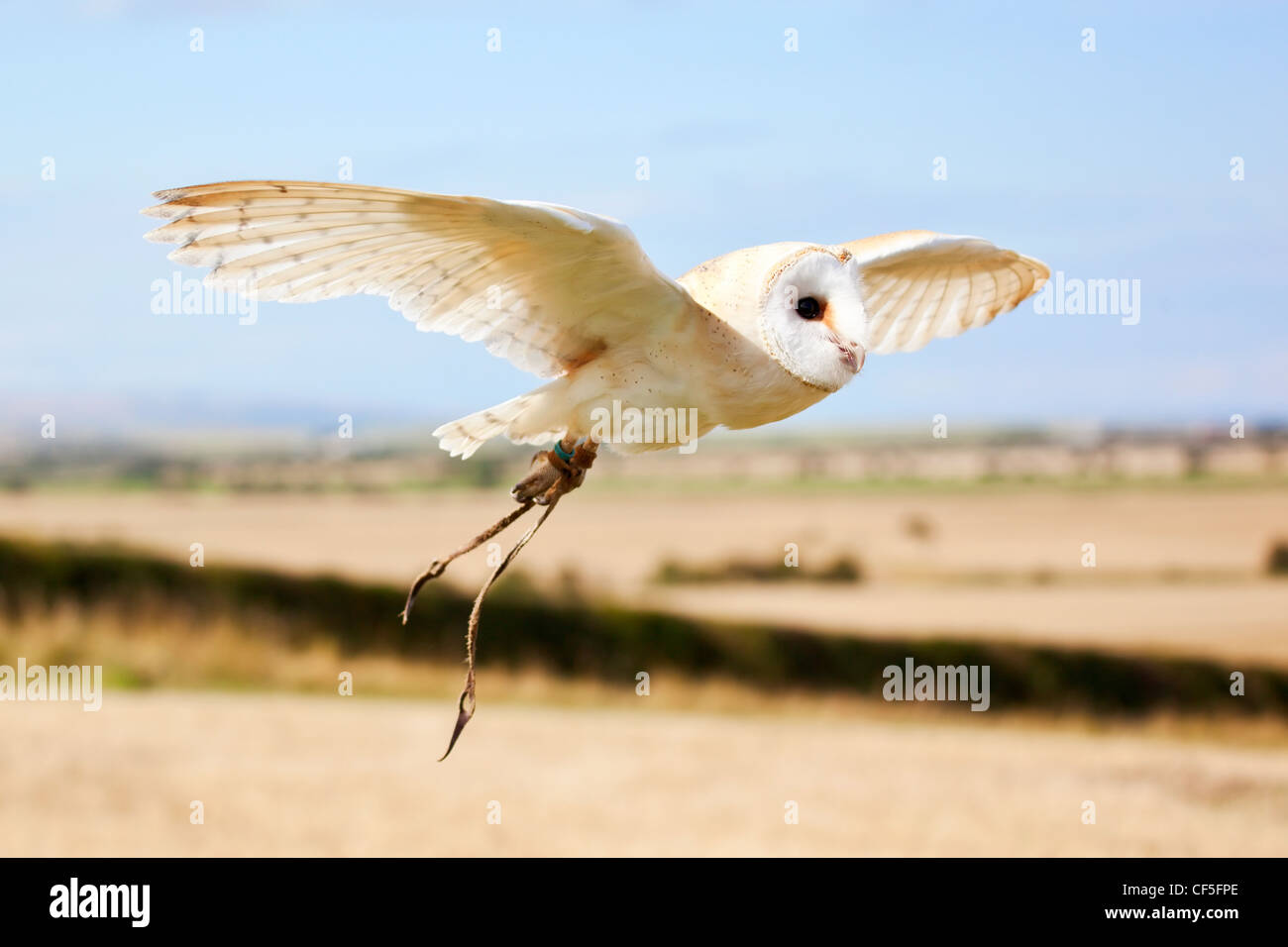 Rescued Barn Owl flying across a field with jesses showing Stock Photo ...
