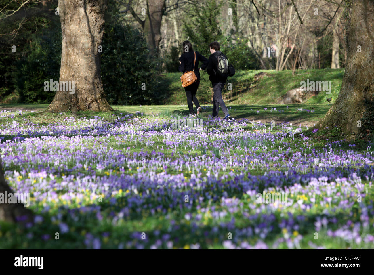 CARPET OF CROCUSES ON THE BACKS IN CAMBRIDGE Stock Photo - Alamy
