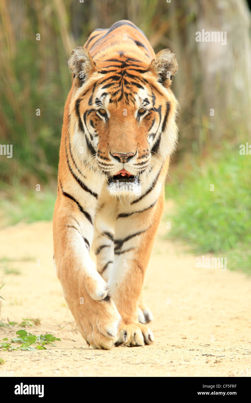 Tiger on prowl hi-res stock photography and images - Alamy