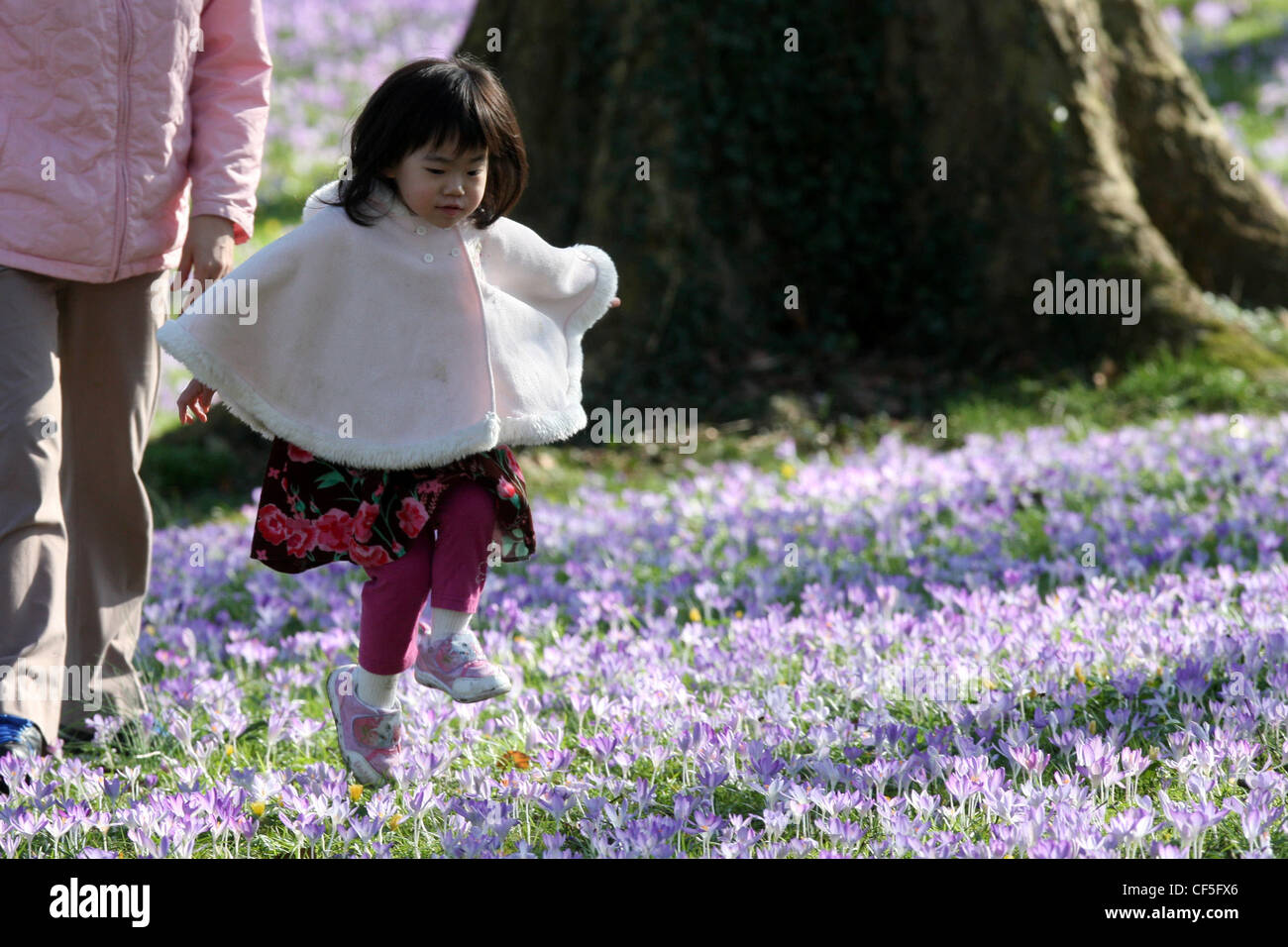 CARPET OF CROCUSES ON THE BACKS IN CAMBRIDGE Stock Photo - Alamy