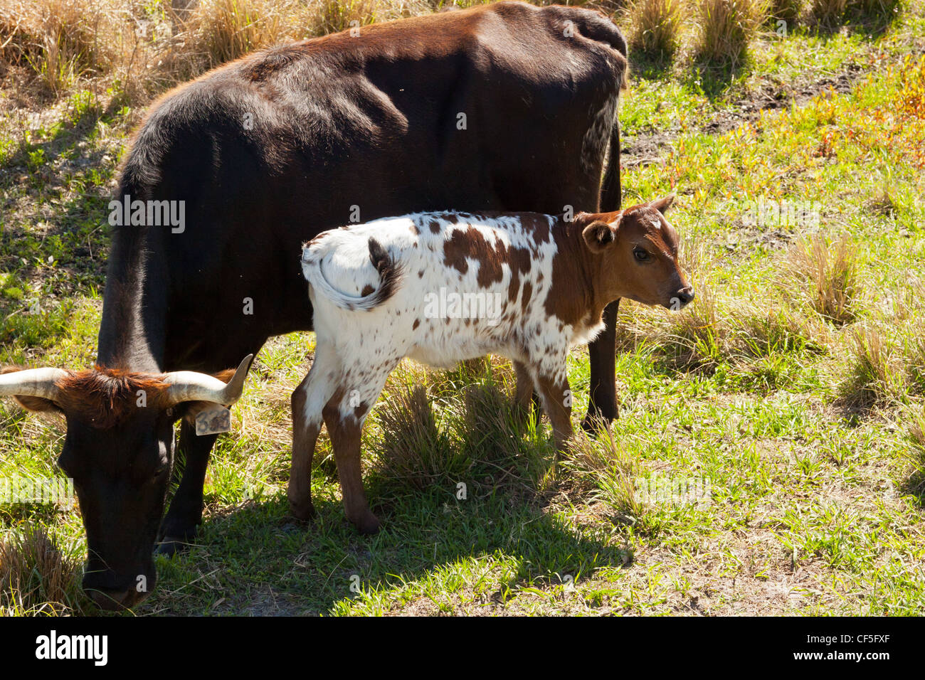 Florida cracker hi-res stock photography and images - Alamy