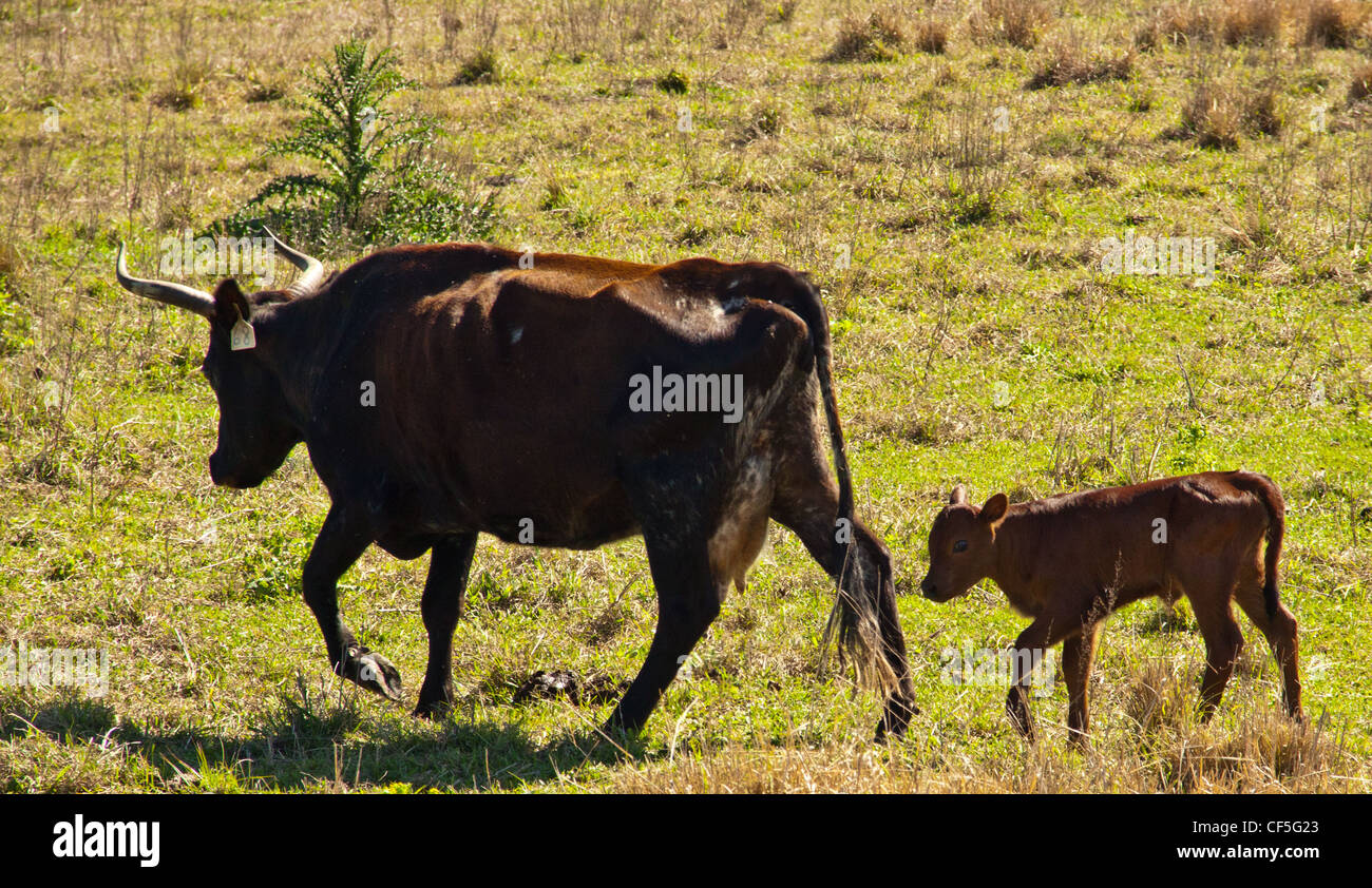 cracker cattle with calf,cow with calf at eco florida,orlando,florida ...