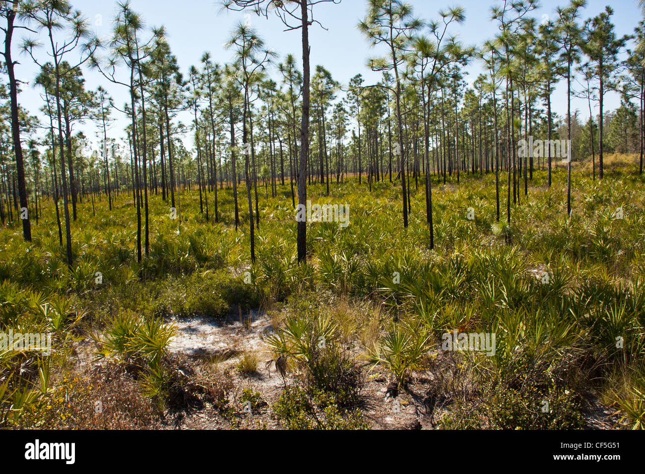 Typical everglades landscape hi-res stock photography and images - Alamy