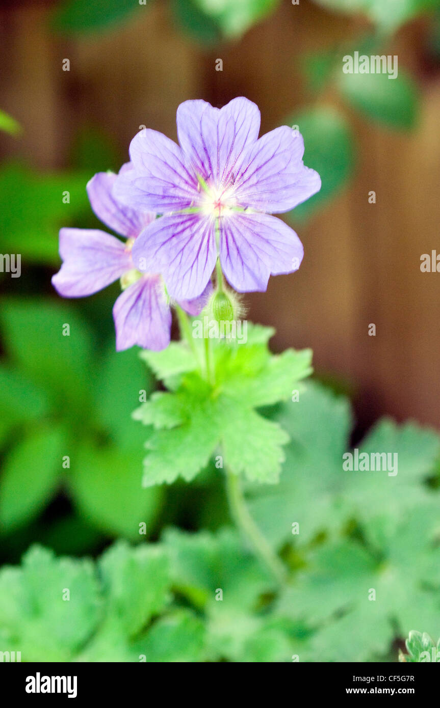 Blue geranium hi-res stock photography and images - Alamy
