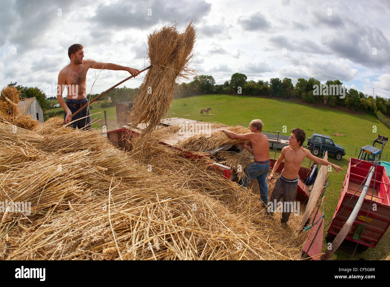 Men loading a threshing machine which performs the traditional method ...