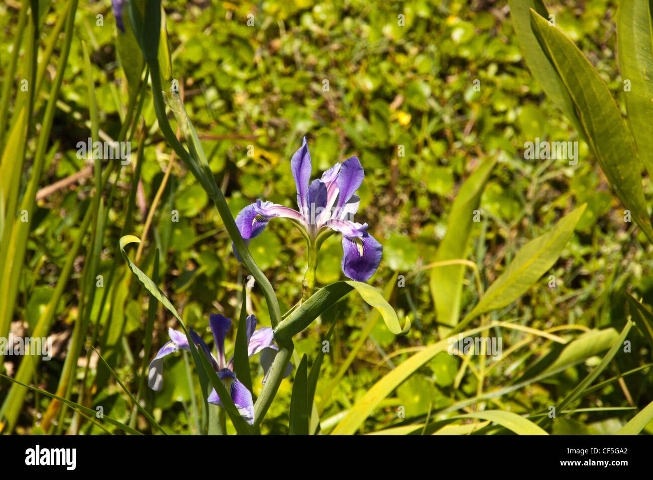 wild blue iris in the everglades,florida,usa Stock Photo - Alamy