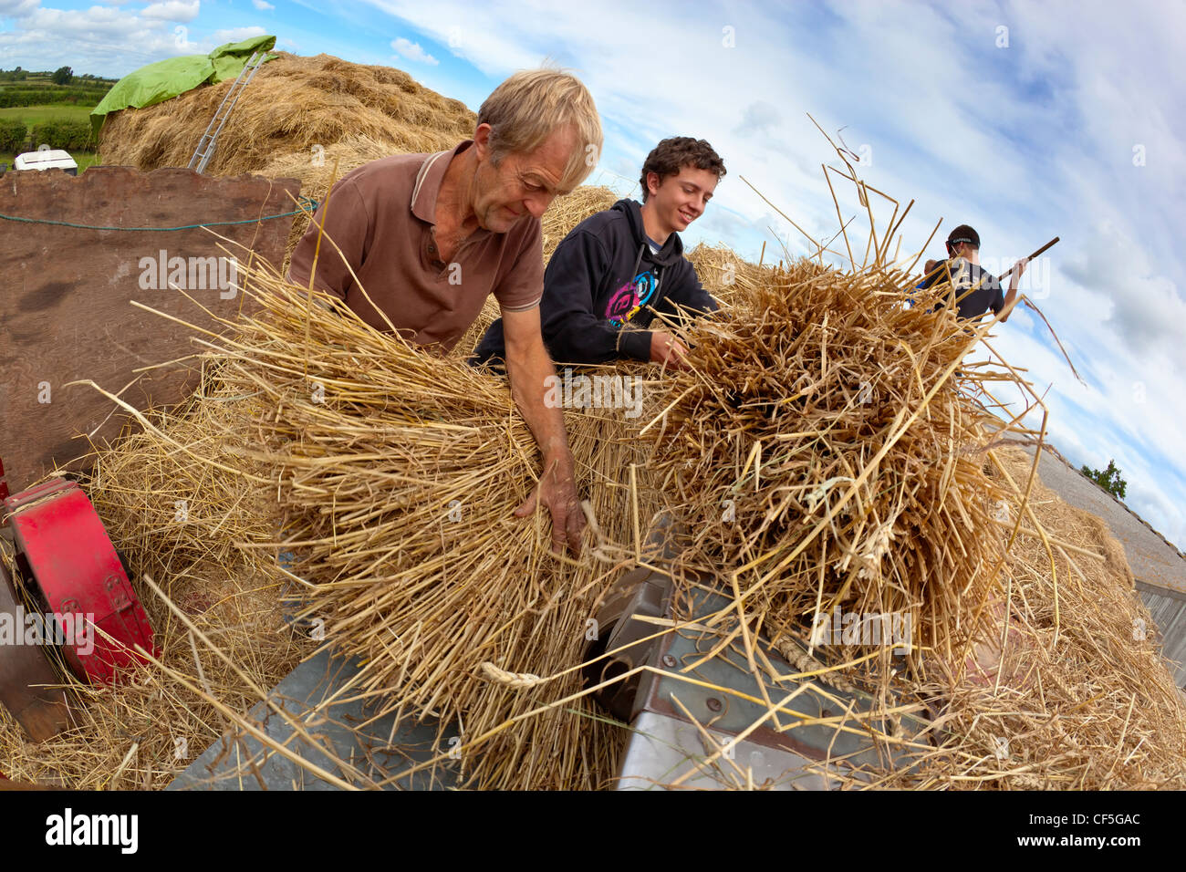 Men hand feeding wheat into a threshing machine, a traditional process ...