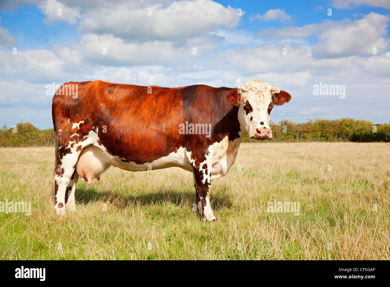Normande cattle hi-res stock photography and images - Alamy