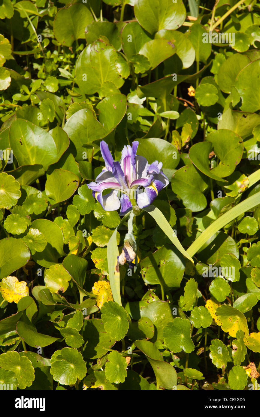 wild blue iris in the everglades,florida,usa Stock Photo - Alamy