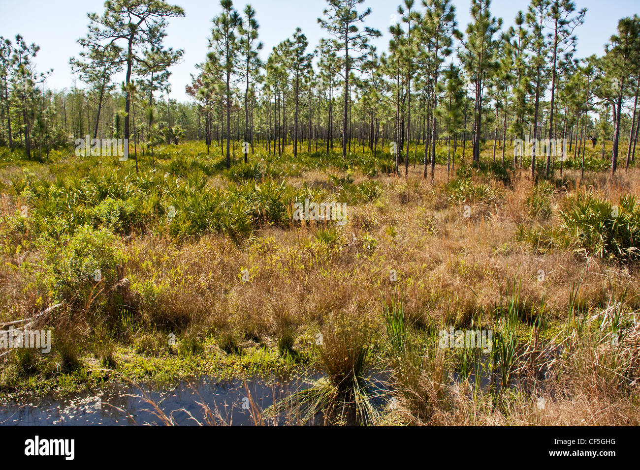 Typical everglades landscape hi-res stock photography and images - Alamy
