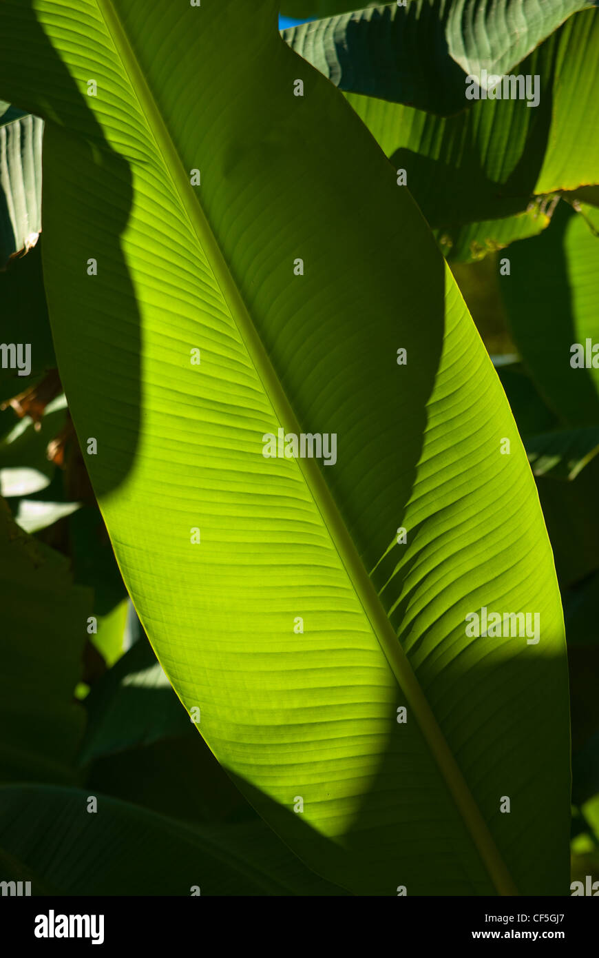 Musa banana leaf pattern hi-res stock photography and images - Alamy