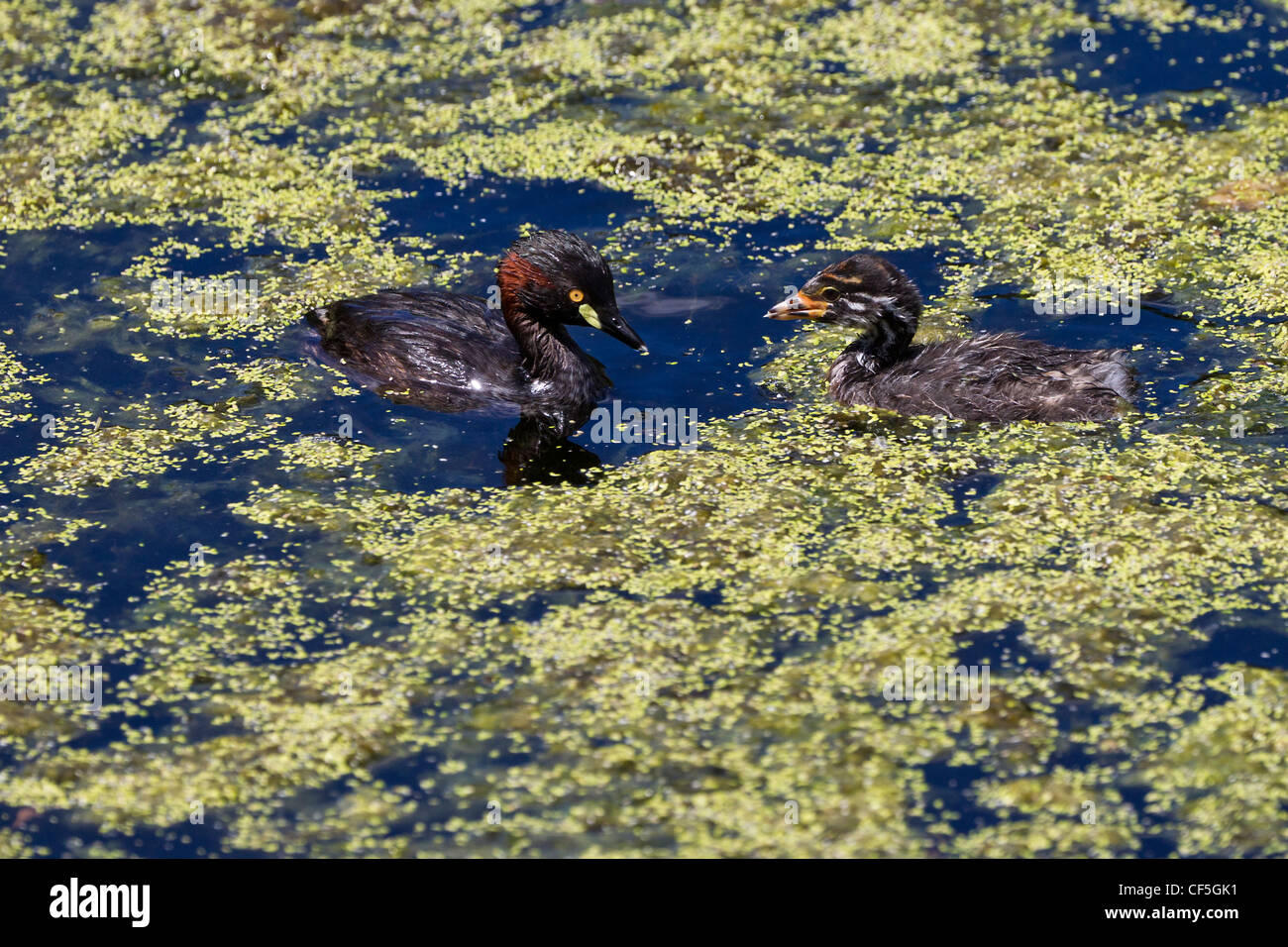 Australian grebe hi-res stock photography and images - Alamy