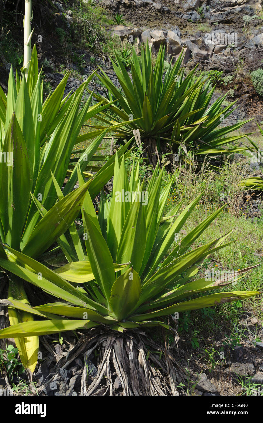Agave, Coast in the South, Fogo Island, Cape Verde Islands, Africa ...