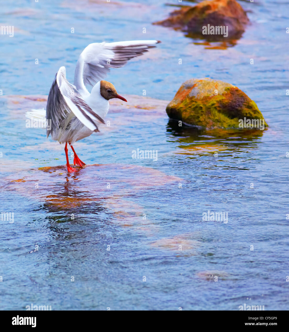 Gull by the river hi-res stock photography and images - Alamy