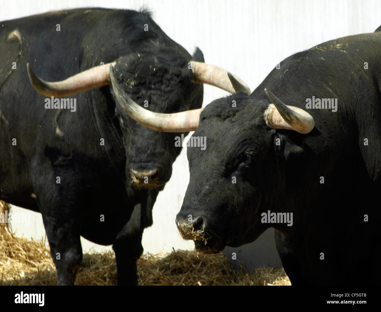wild bulls in San fermin Pamplona Stock Photo - Alamy
