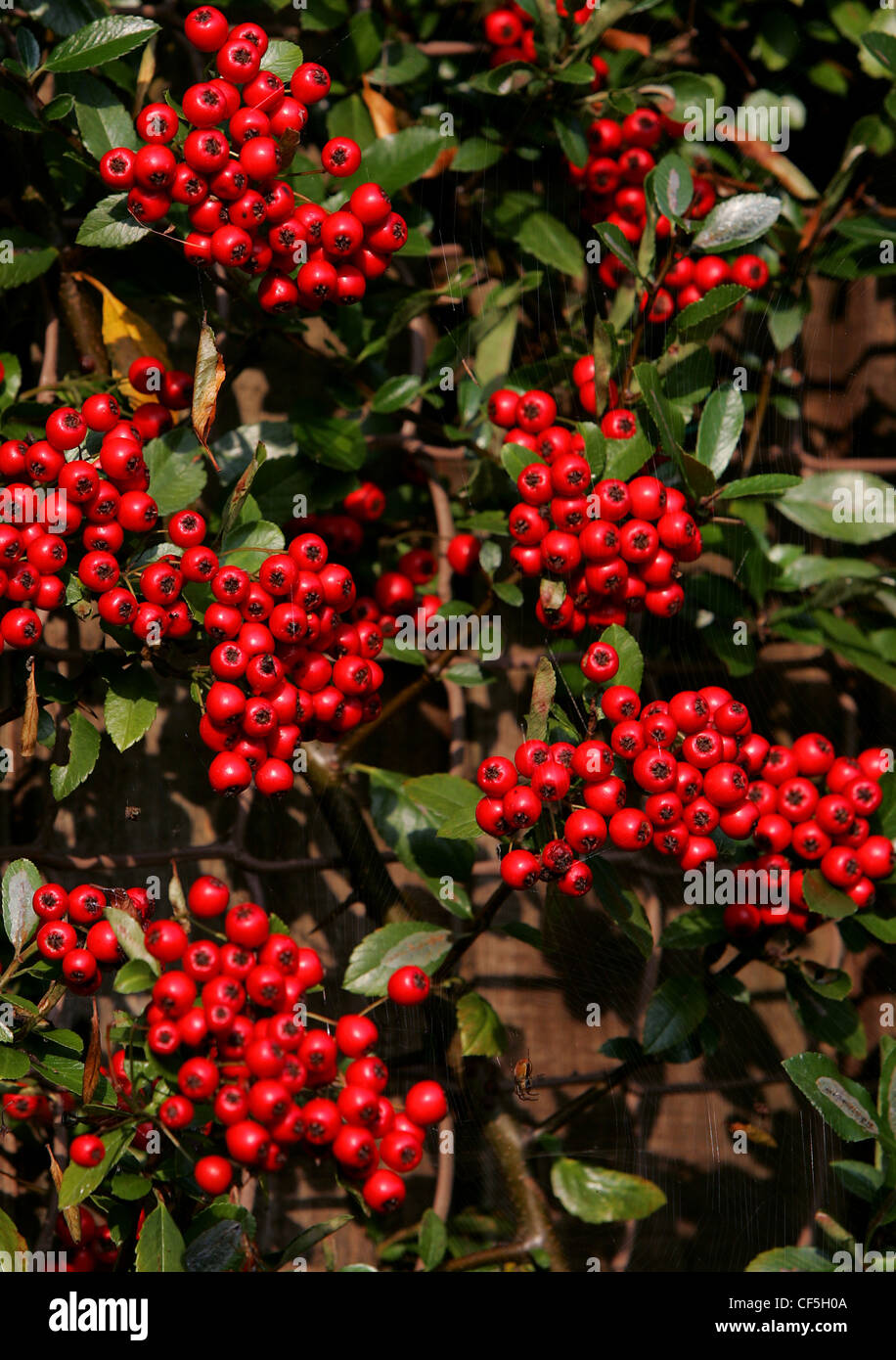 Leaf column hi-res stock photography and images - Alamy