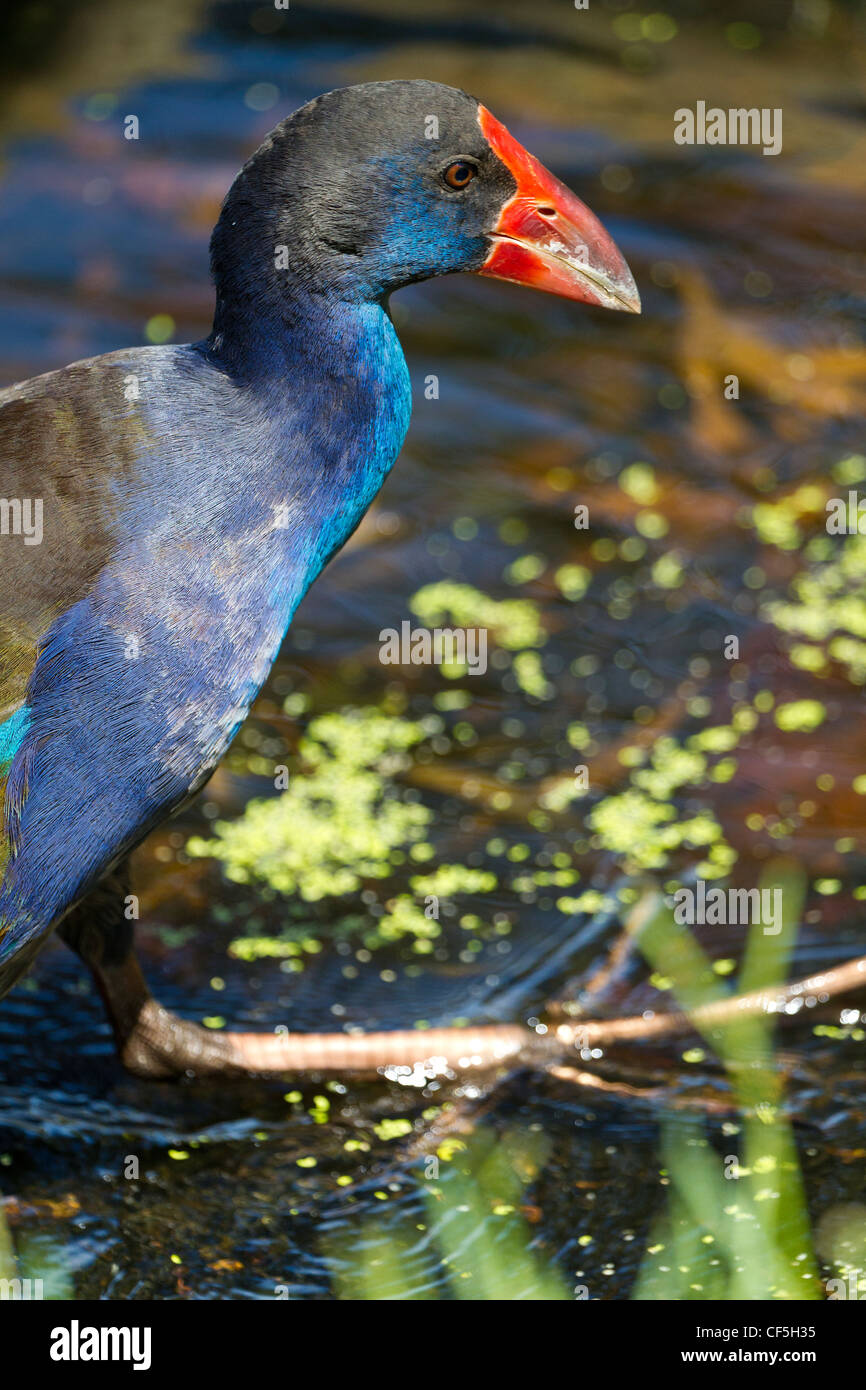 Australian swamphen hi-res stock photography and images - Alamy