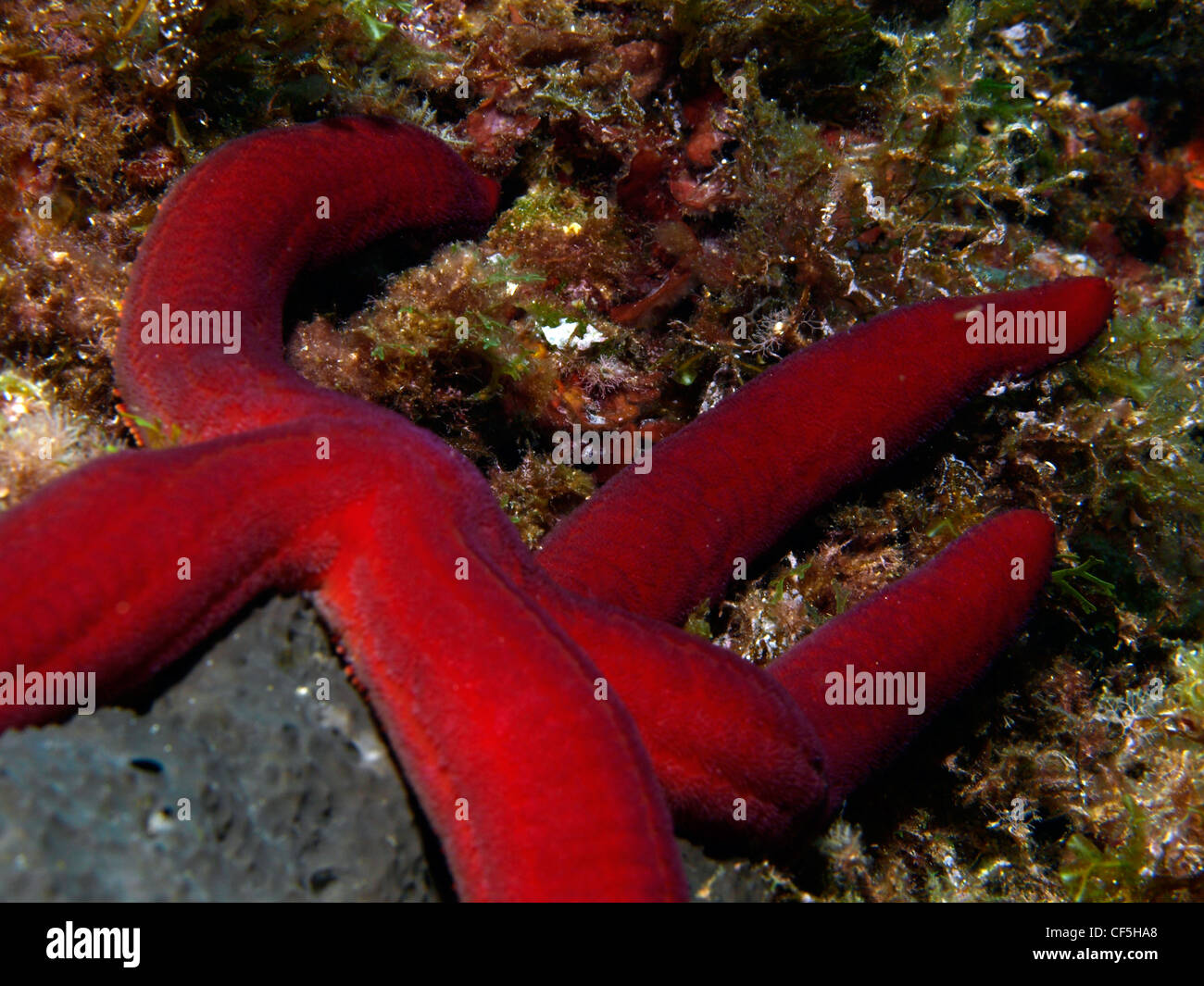 Starfish predator hi-res stock photography and images - Alamy