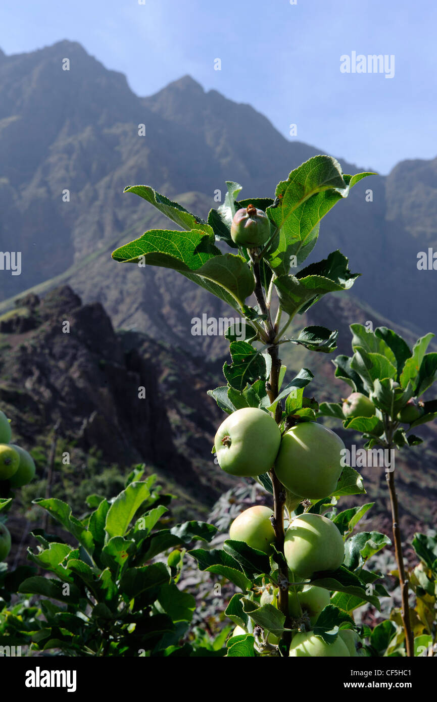 Quince Tree in Crater Cha das Caldeiras, Fogo Island, Cape Verde ...
