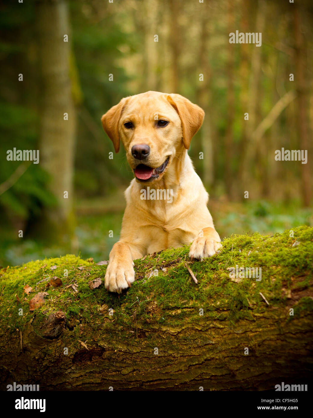 A golden labrador rests its paws on a fallen log in a woodland setting ...