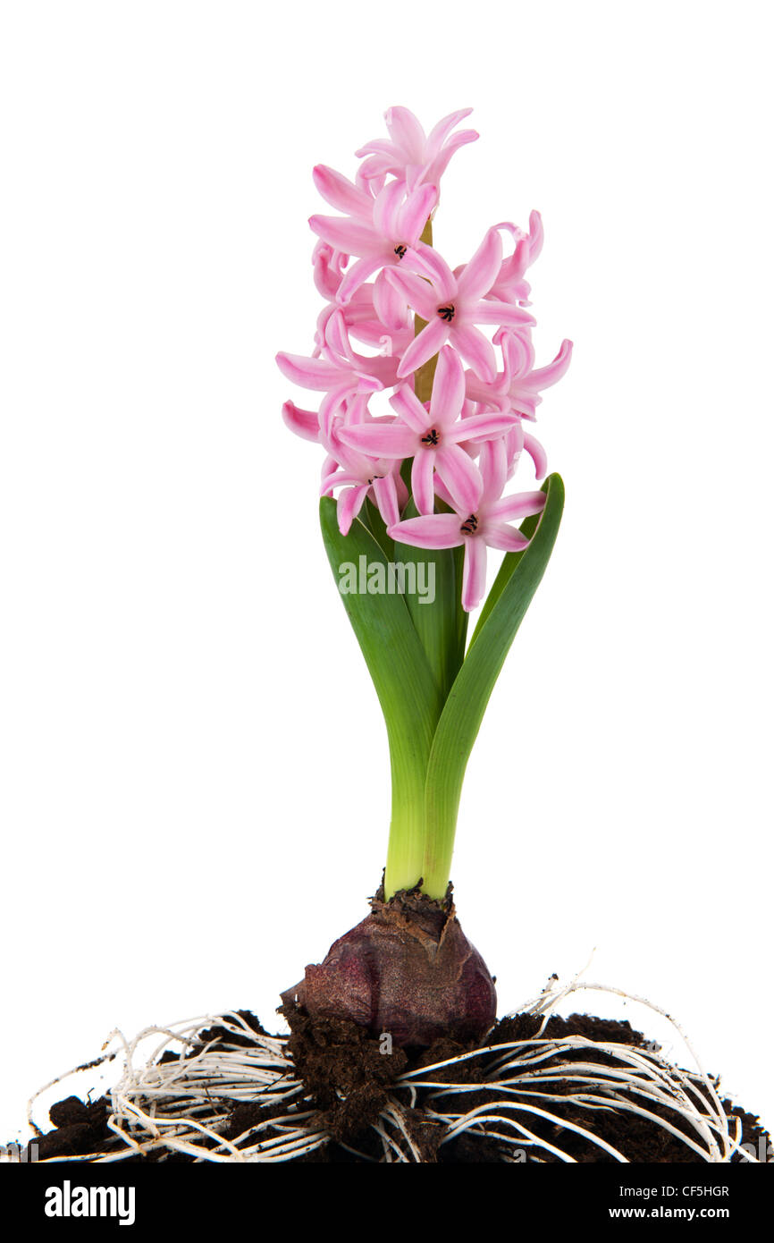 Pink Hyacinth with flower bulb and roots Stock Photo - Alamy