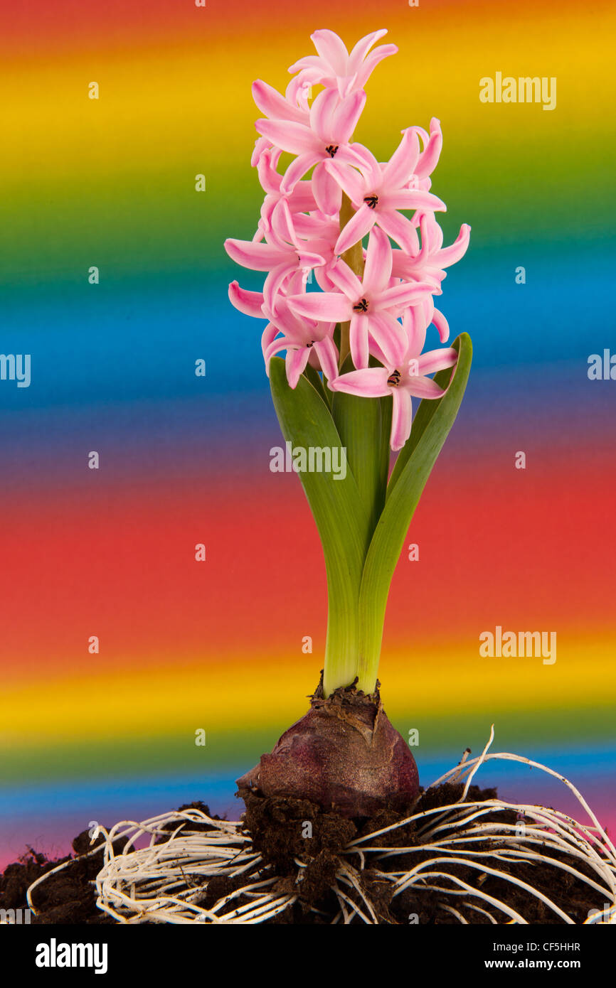 Pink Hyacinth with flower bulb and roots on rainbow background Stock ...