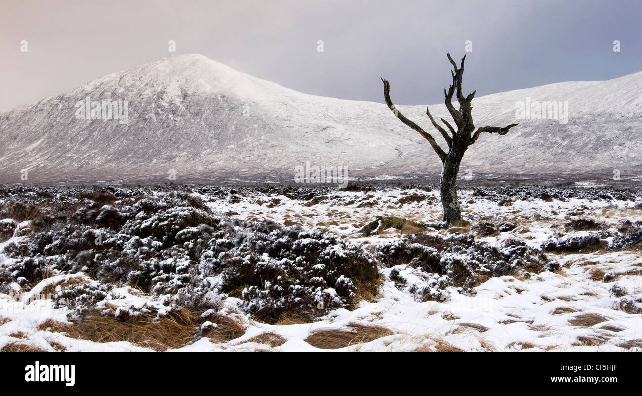 A lonely tree on Rannoch Moor Stock Photo - Alamy