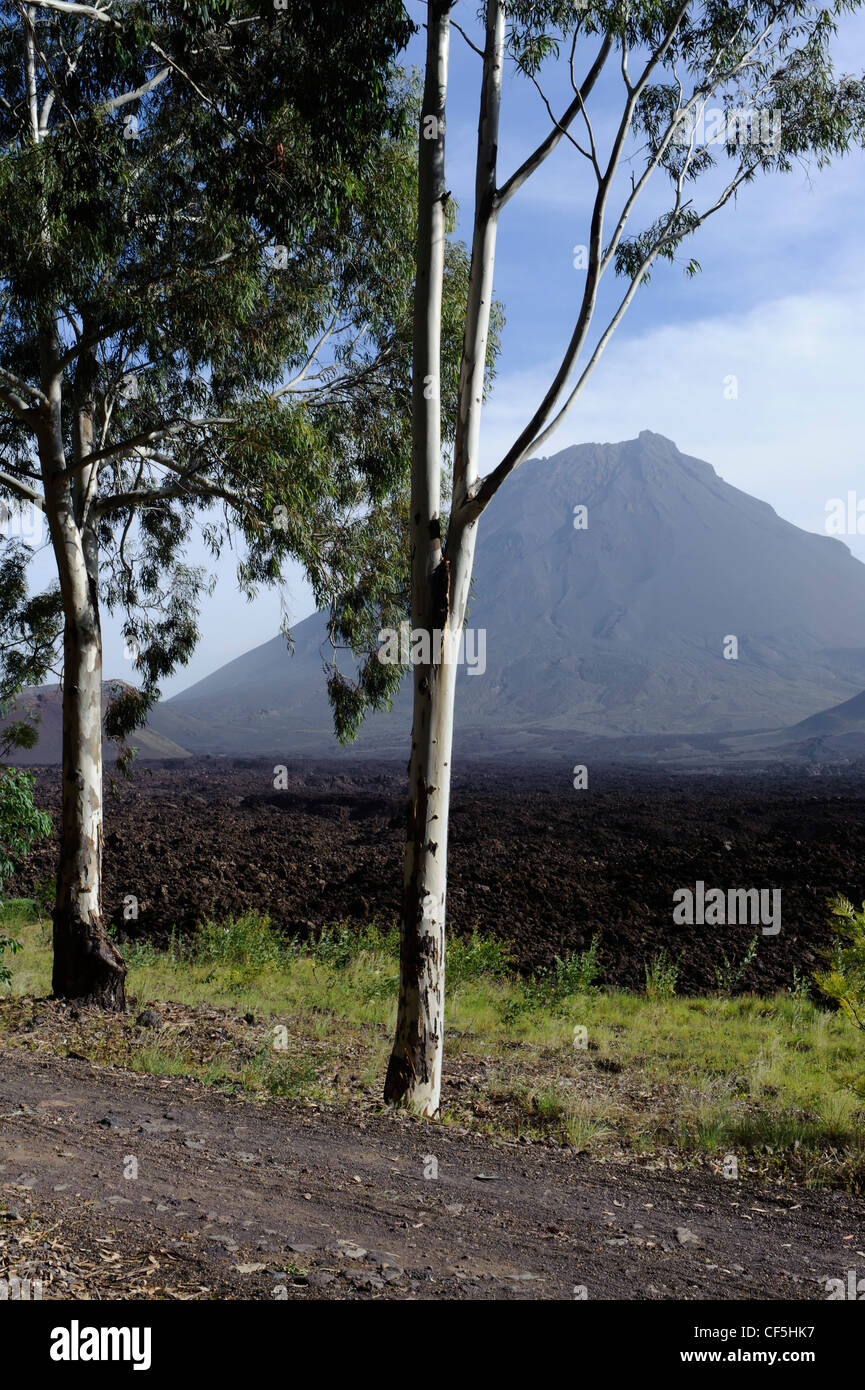 Eucalyptus Trees in Crater Cha das Caldeiras, Fogo Island, Cape Verde ...